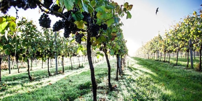 Telavi Wine Cellar to Grow a Vineyard by New Technology - Travel in Georgia